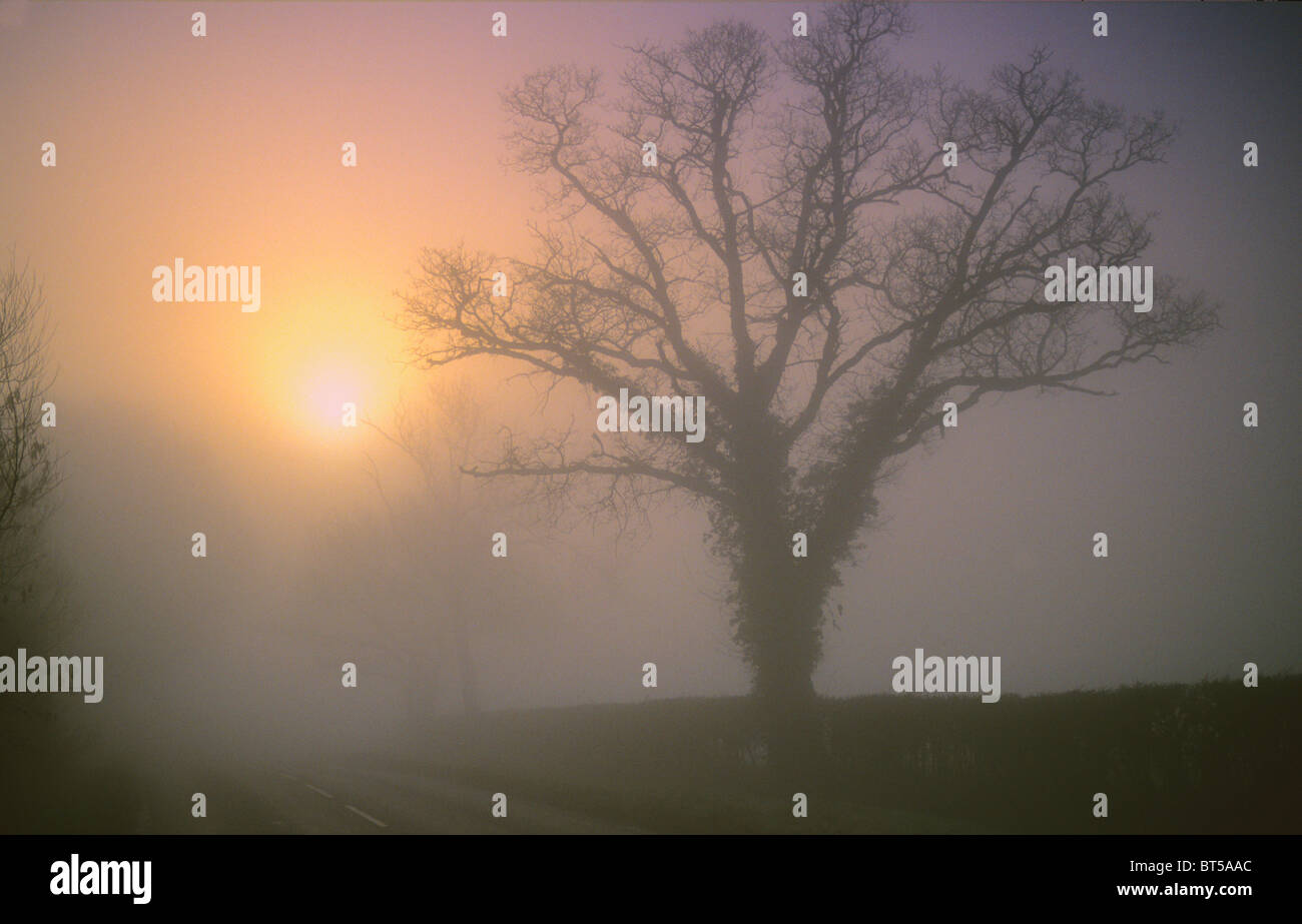 Sun breaking through mist on a winter morning Stock Photo - Alamy