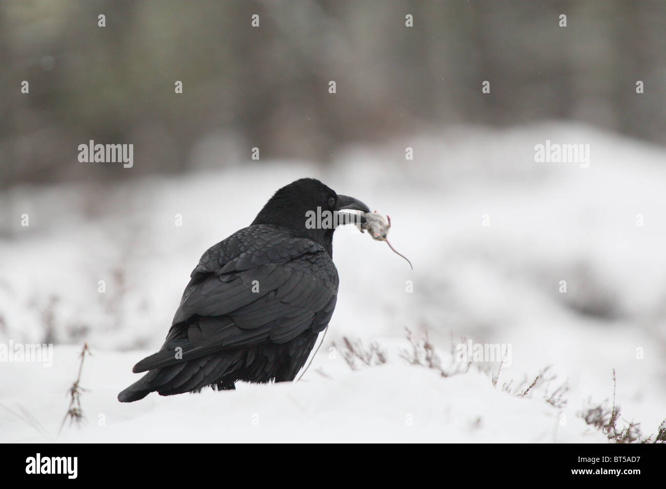 Raven With Prey High Resolution Stock Photography and Images - Alamy