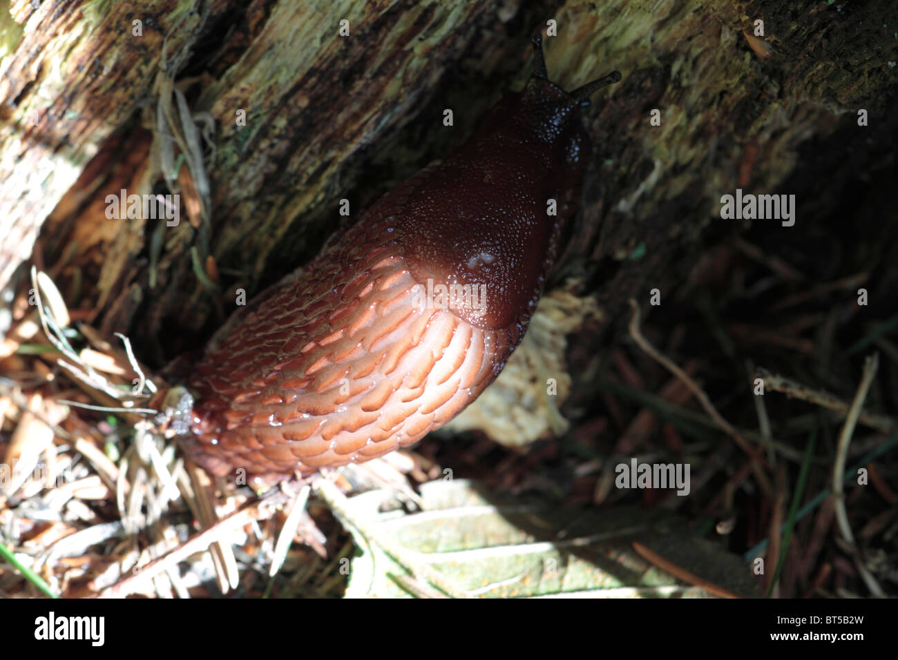 Glade slug hi-res stock photography and images - Alamy