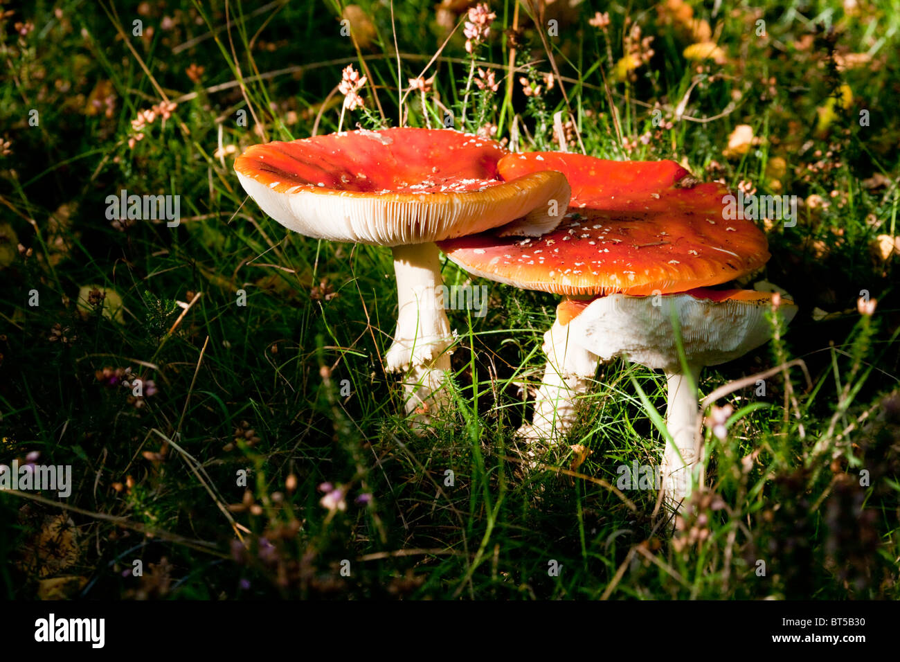 Red fungi hi-res stock photography and images - Alamy