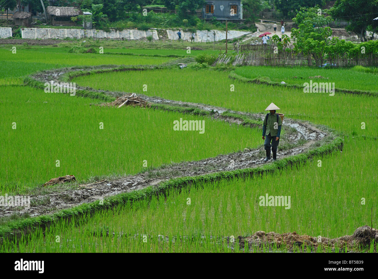 Farmer walking through rice paddies near Sapa, Vietnam Stock Photo - Alamy