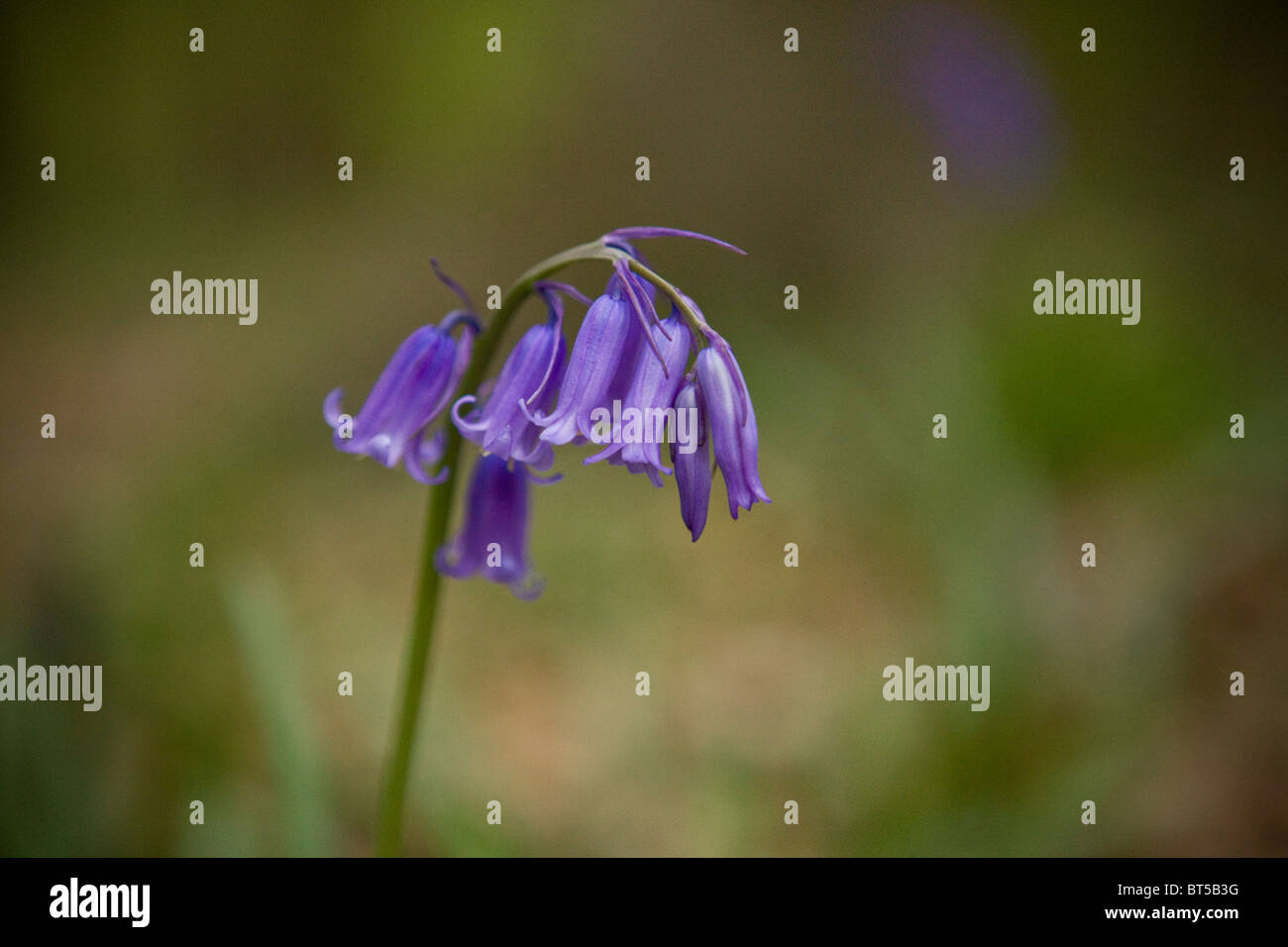 A bluebell in spring, close up Stock Photo - Alamy