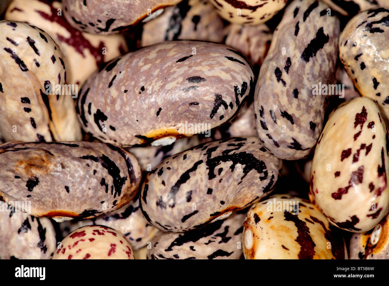 Phaseolus Vulgaris Borlotti Beans High Resolution Stock Photography and ...