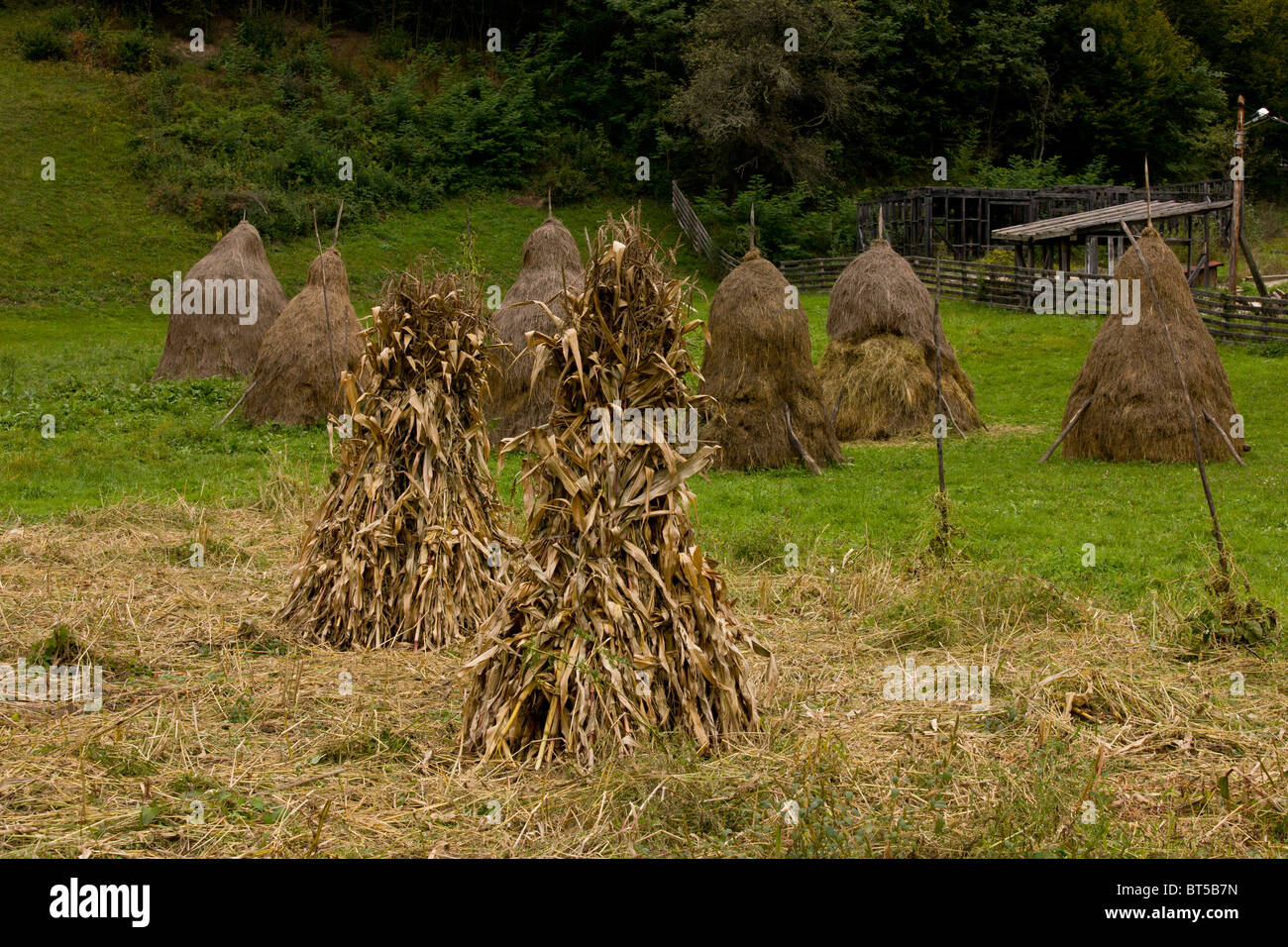 Maize stooks, near Garda de Sus, Apuseni Mountains, Romania Stock Photo ...
