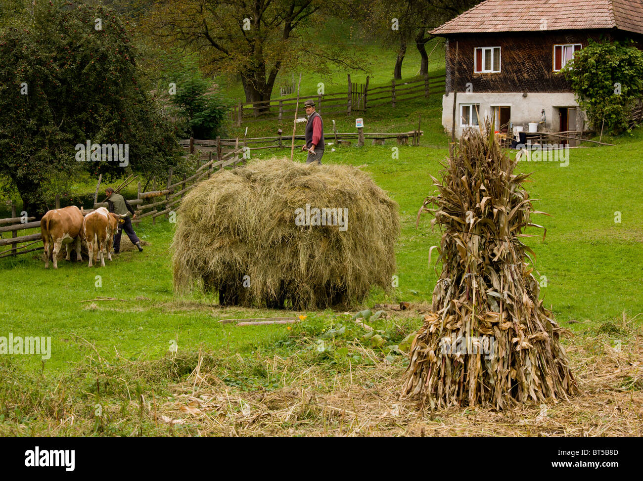 Old-fashioned traditional farming with hay cart and Maize stooks, near ...