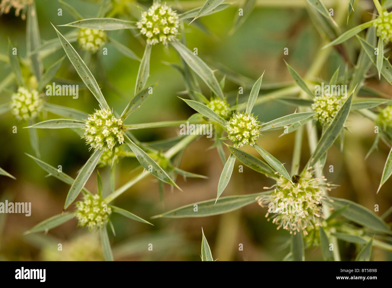 Field Eryngo Eryngium campestre in flower; rare plant in UK Stock Photo ...