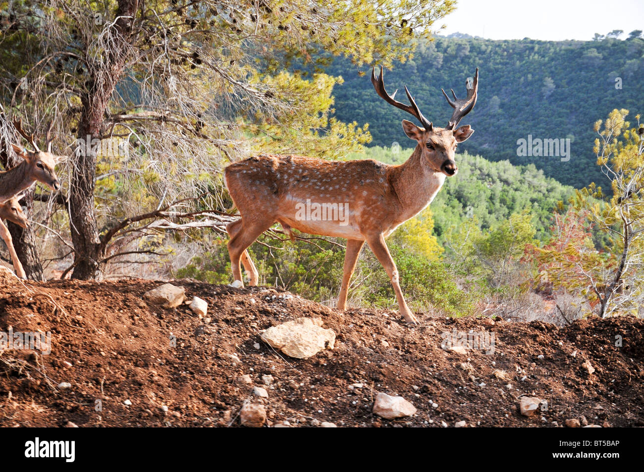 Israel, Carmel Mountains, Persian Fallow Deer (Dama dama Mesopotamica ...