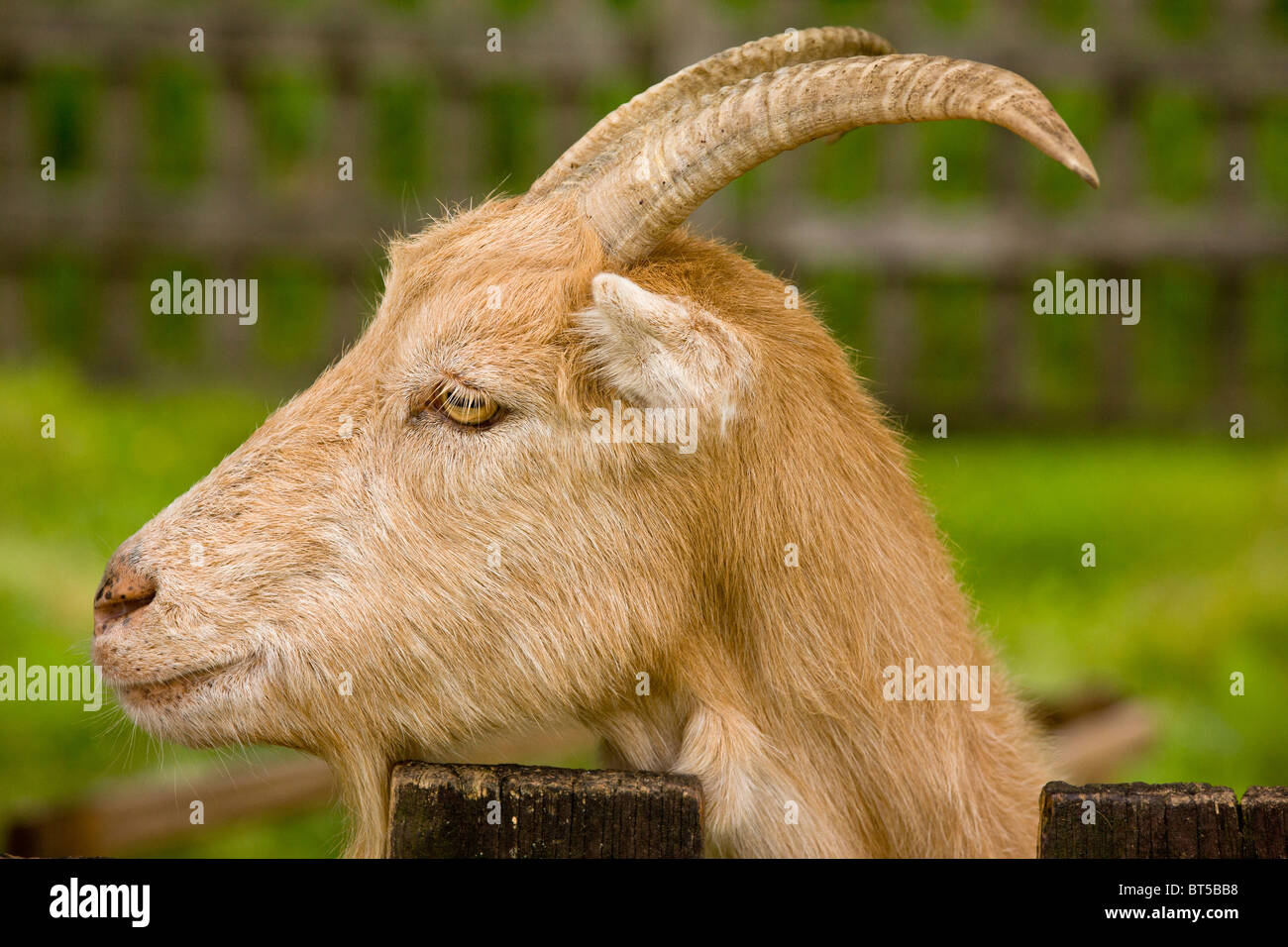 Little-eared Goat, in the Hortobagy National Park, east Hungary Stock ...