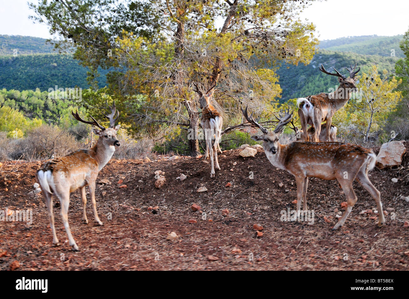 Israel, Carmel Mountains, Persian Fallow Deer (Dama dama Mesopotamica ...
