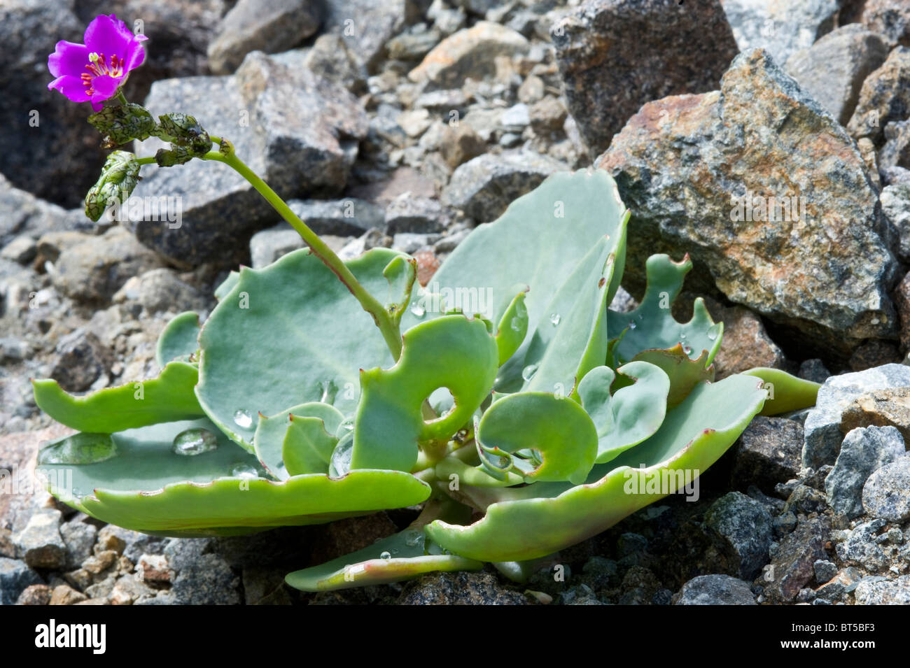 Pata de guanaco hi-res stock photography and images - Alamy
