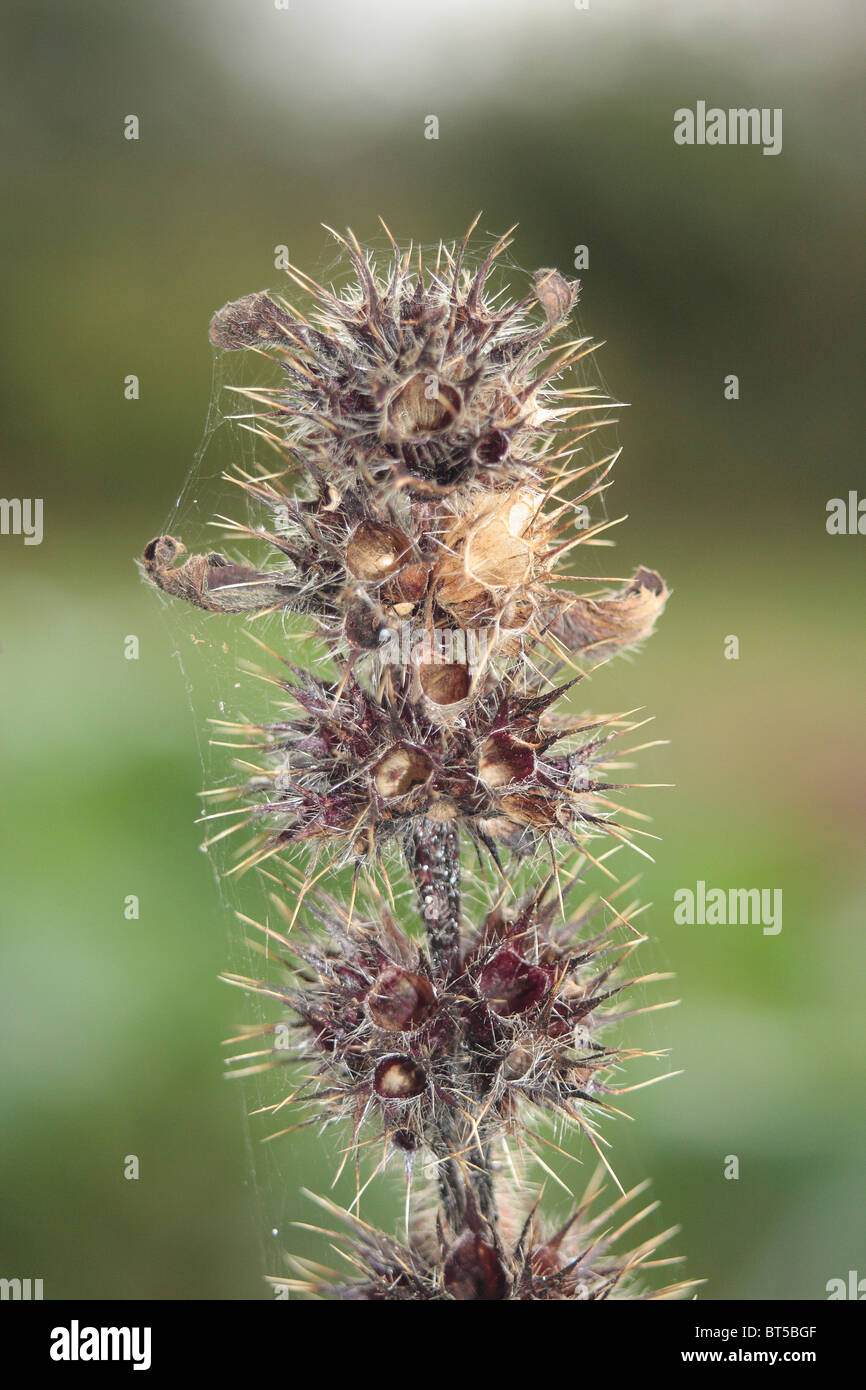 Burdock seed hi-res stock photography and images - Alamy
