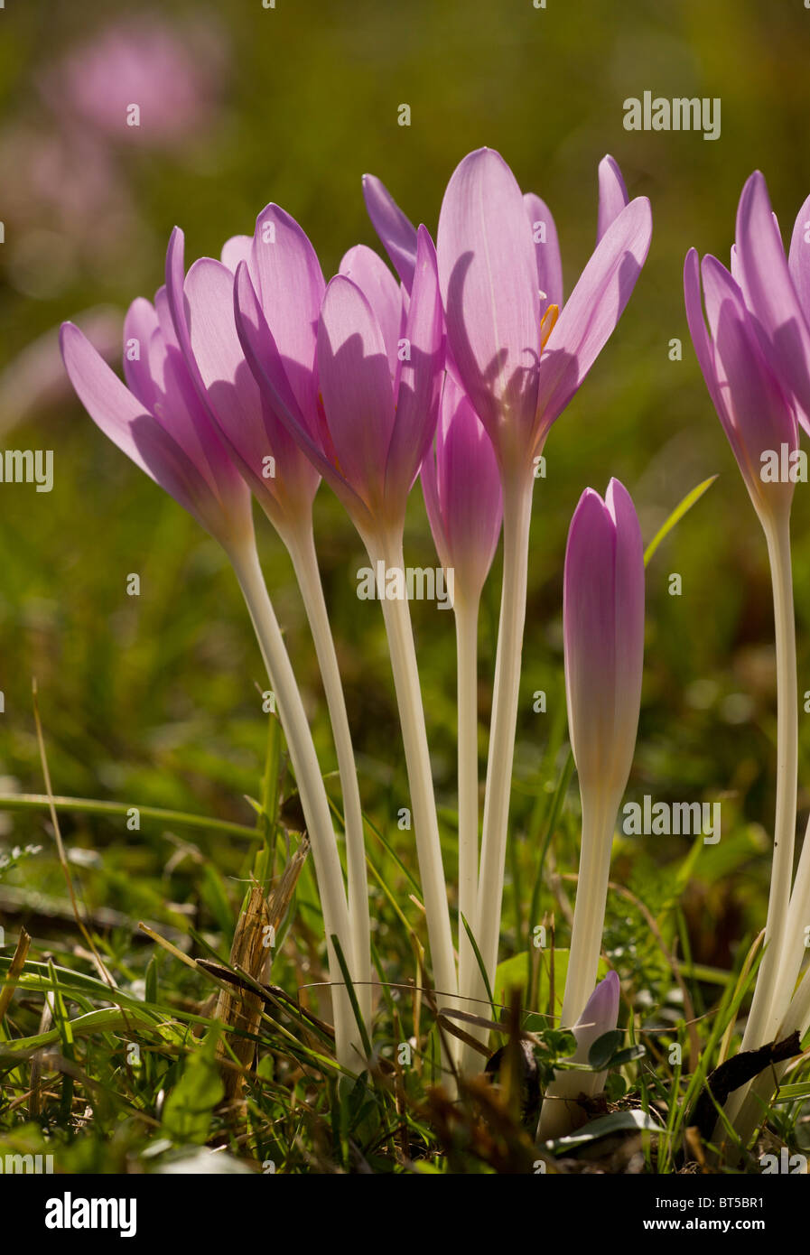 Colchicum corm hi-res stock photography and images - Alamy