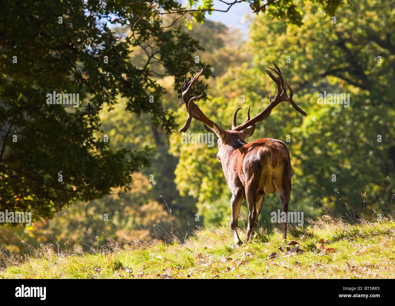 Stag england hi-res stock photography and images - Alamy