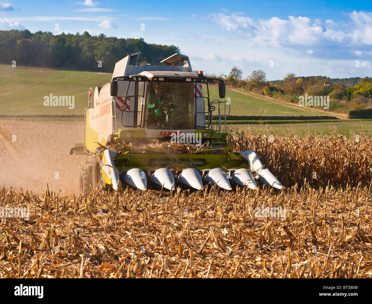 Claas Lexion 540 combine harvester harvesting Maize / Sweet Corn crop ...