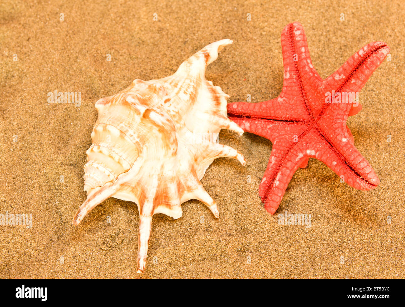 sea shells on sand Stock Photo - Alamy