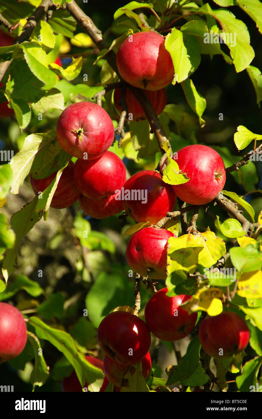 Apfel - apple 09 Stock Photo - Alamy