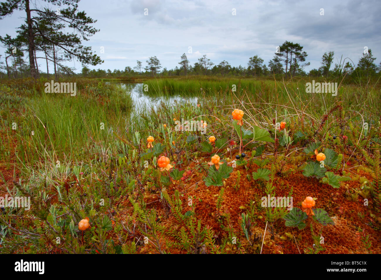 Chamaemorus hi-res stock photography and images - Alamy