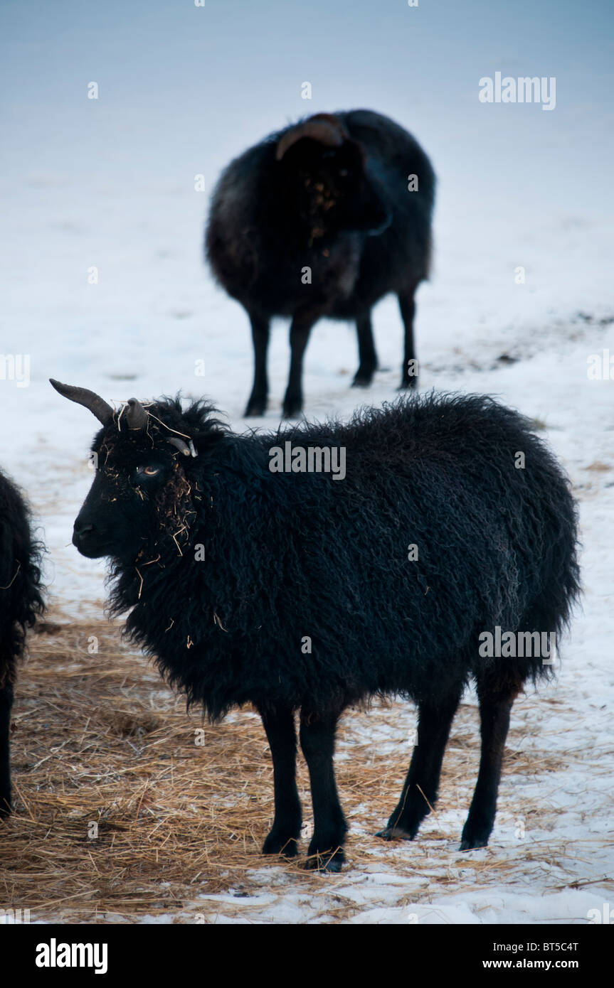 Black sheep hi-res stock photography and images - Alamy