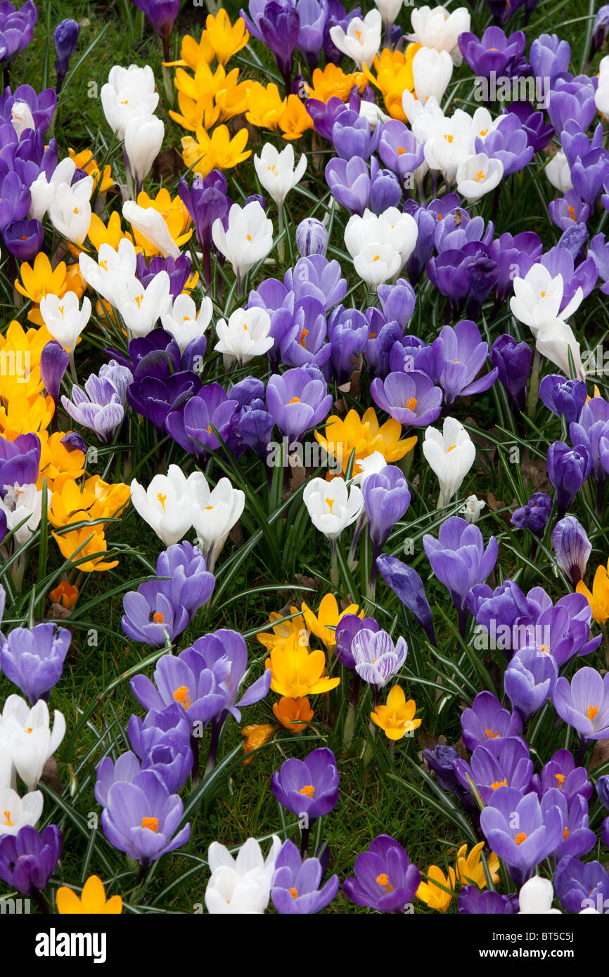 Mixed crocuses hi-res stock photography and images - Alamy
