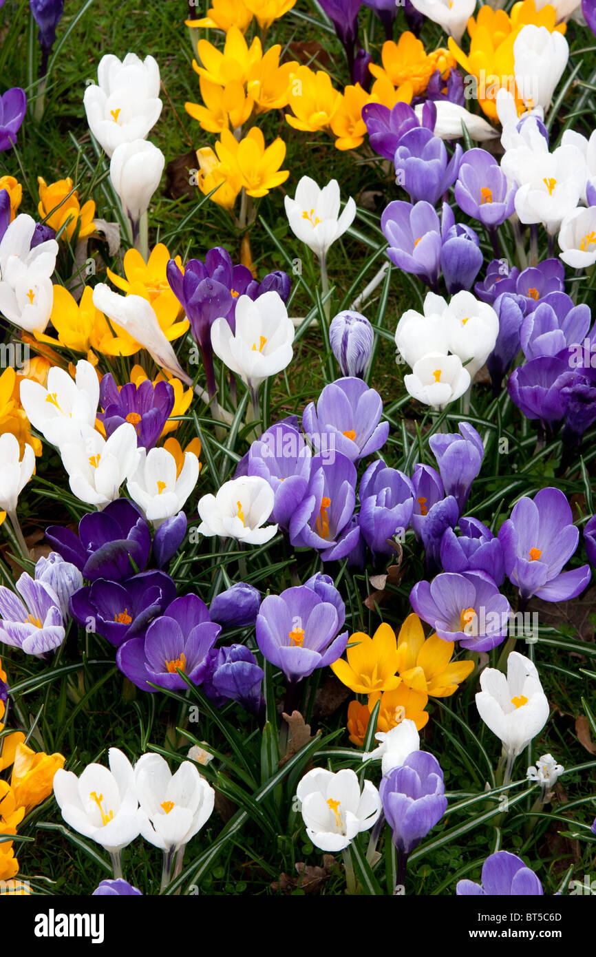 Mixed colour crocuses Stock Photo - Alamy
