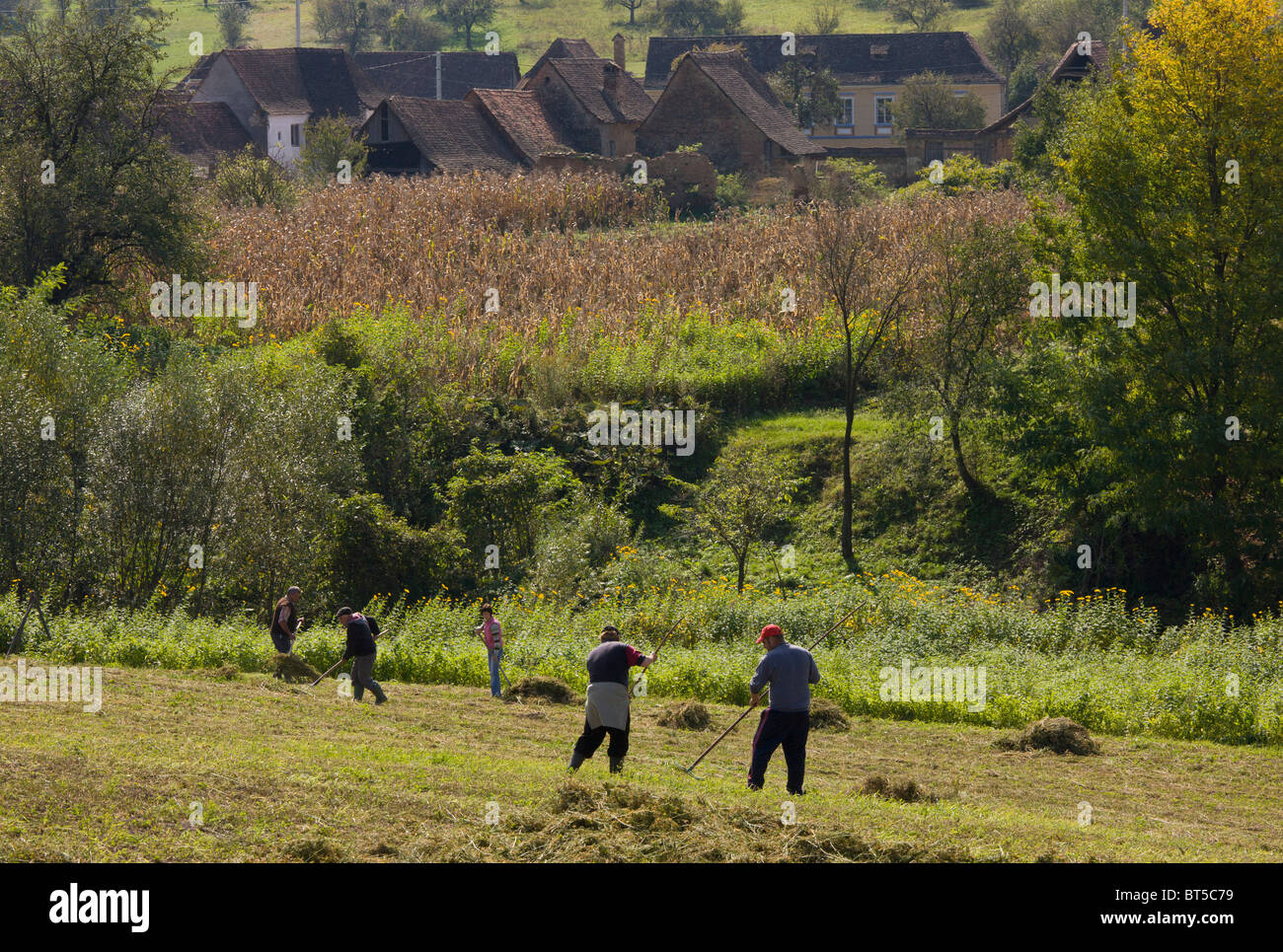 Traditional hay raking hi-res stock photography and images - Alamy