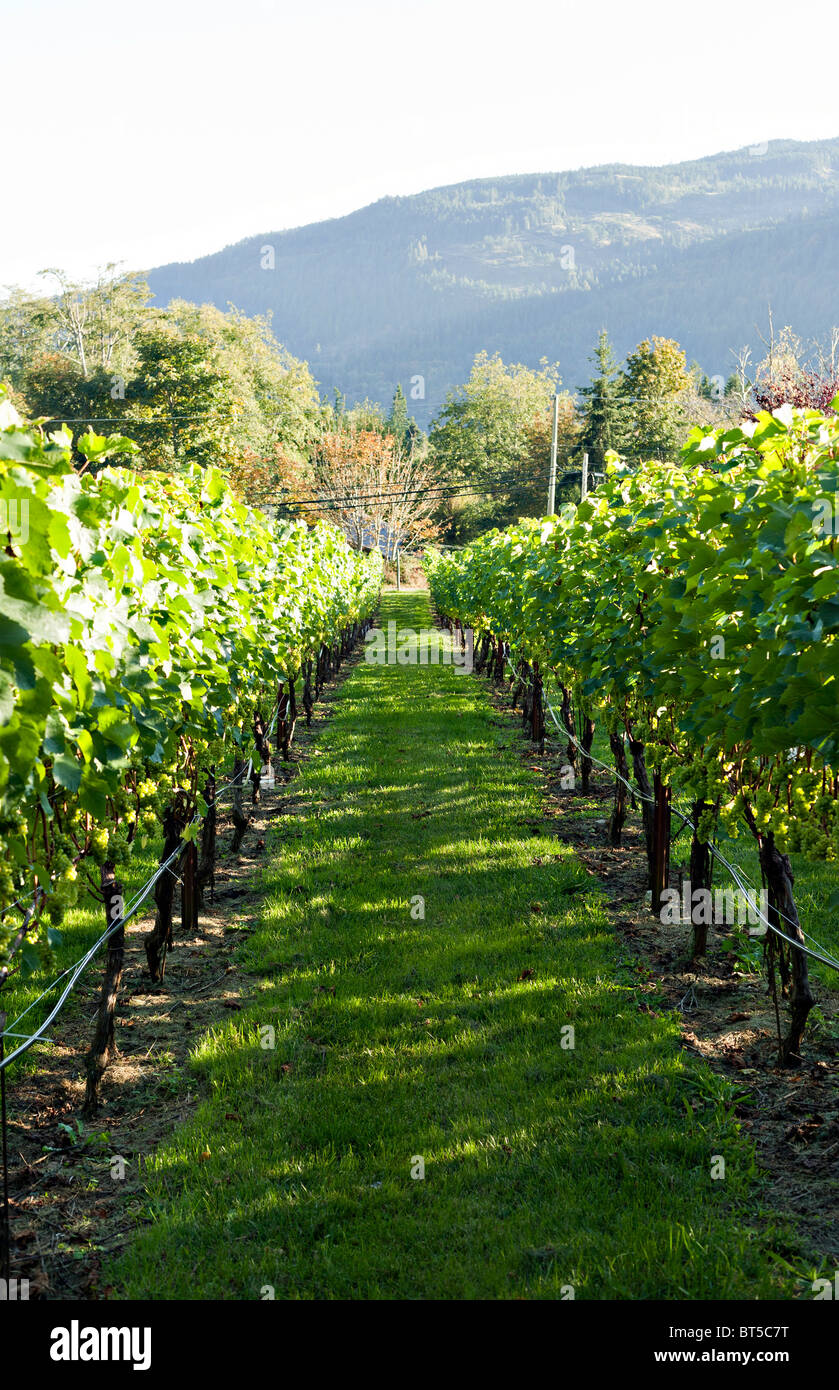 Cabernet sauvignon grape vineyard hi-res stock photography and images ...