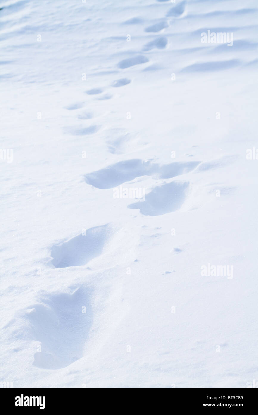footprint in snow Stock Photo - Alamy