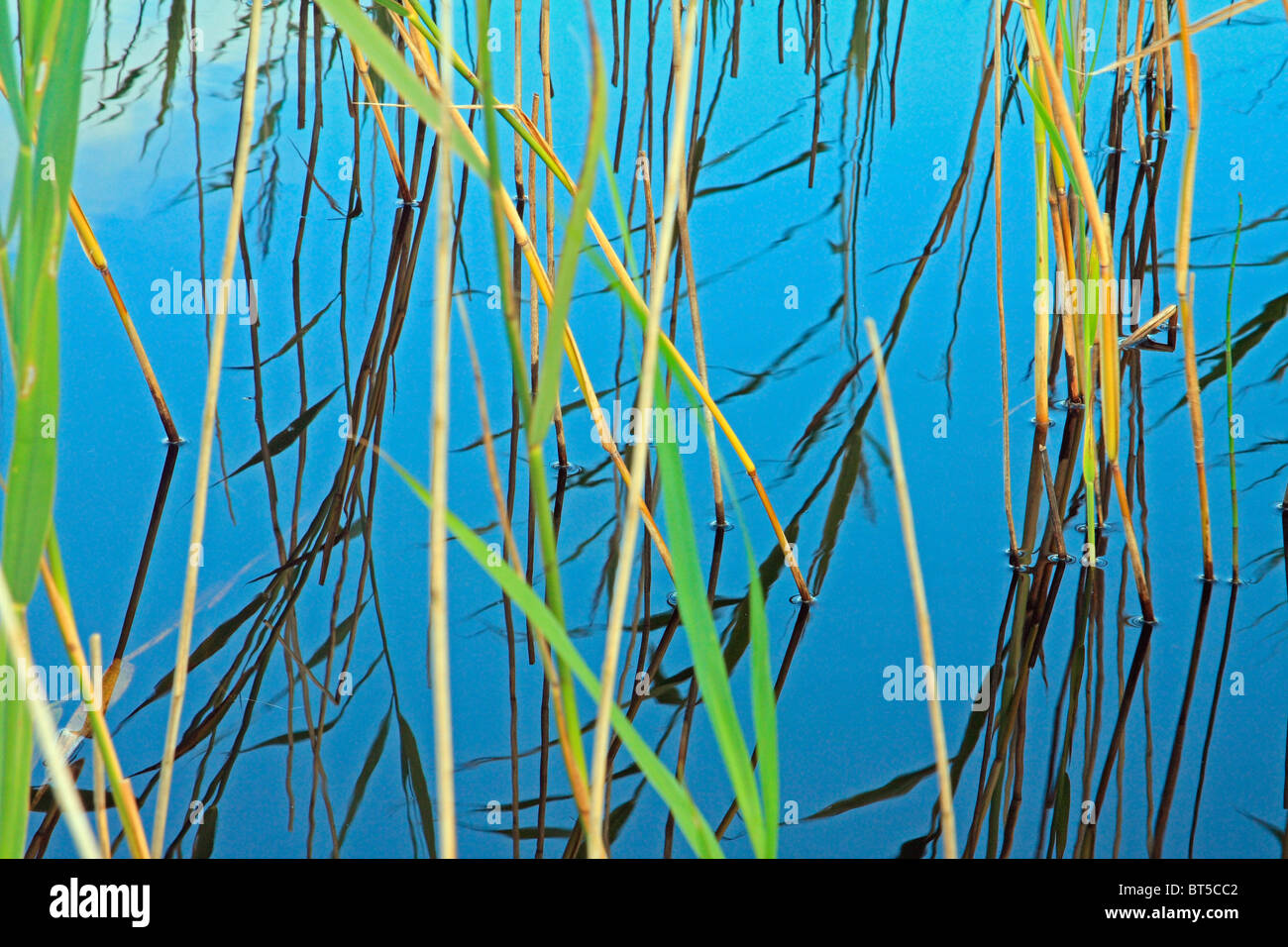 Reeds in a lake Stock Photo - Alamy