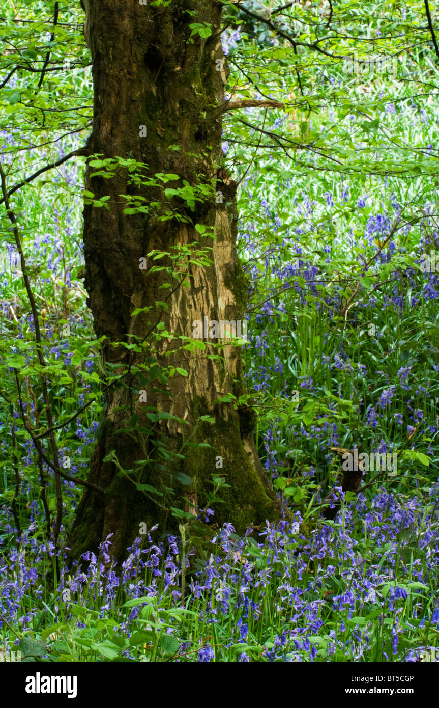 Bluebells in water hi-res stock photography and images - Alamy