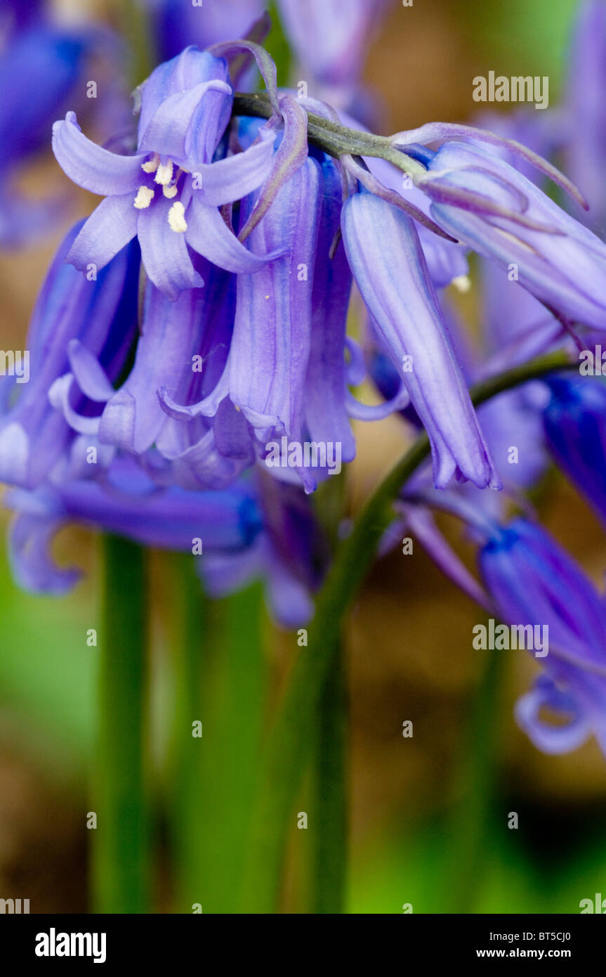 Bluebells in season hi-res stock photography and images - Alamy