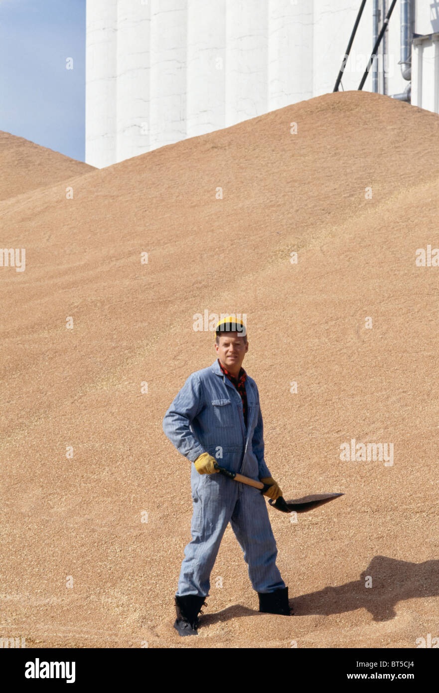 Workman at Grain Elevator with Overflowing Wheat Crop, MT Stock Photo ...