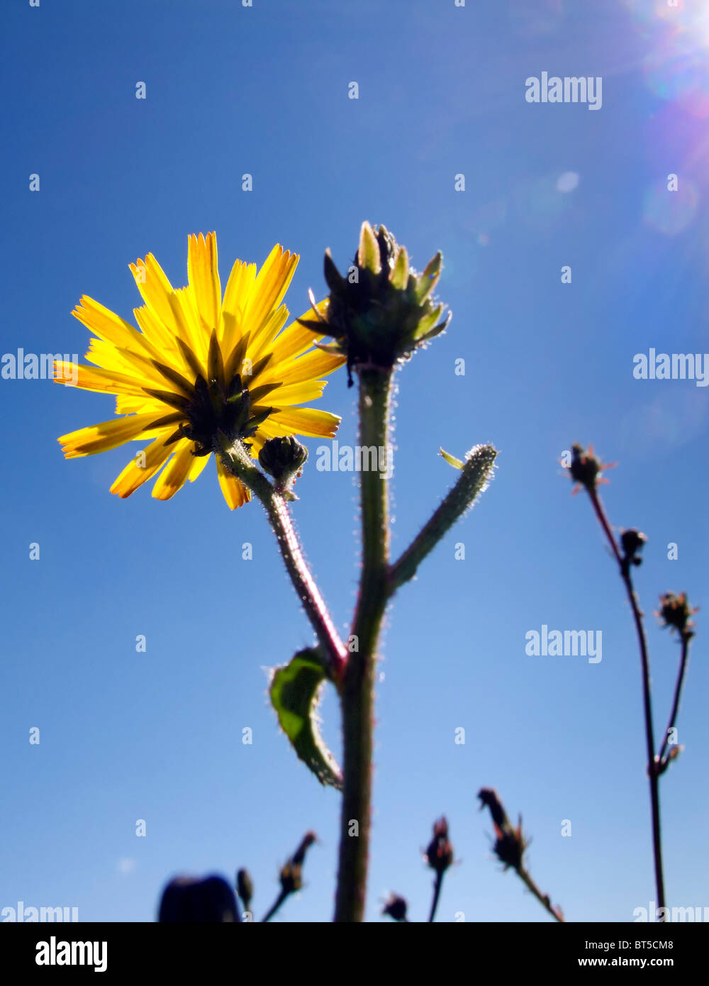 Two flowered Cynthia Stock Photo - Alamy