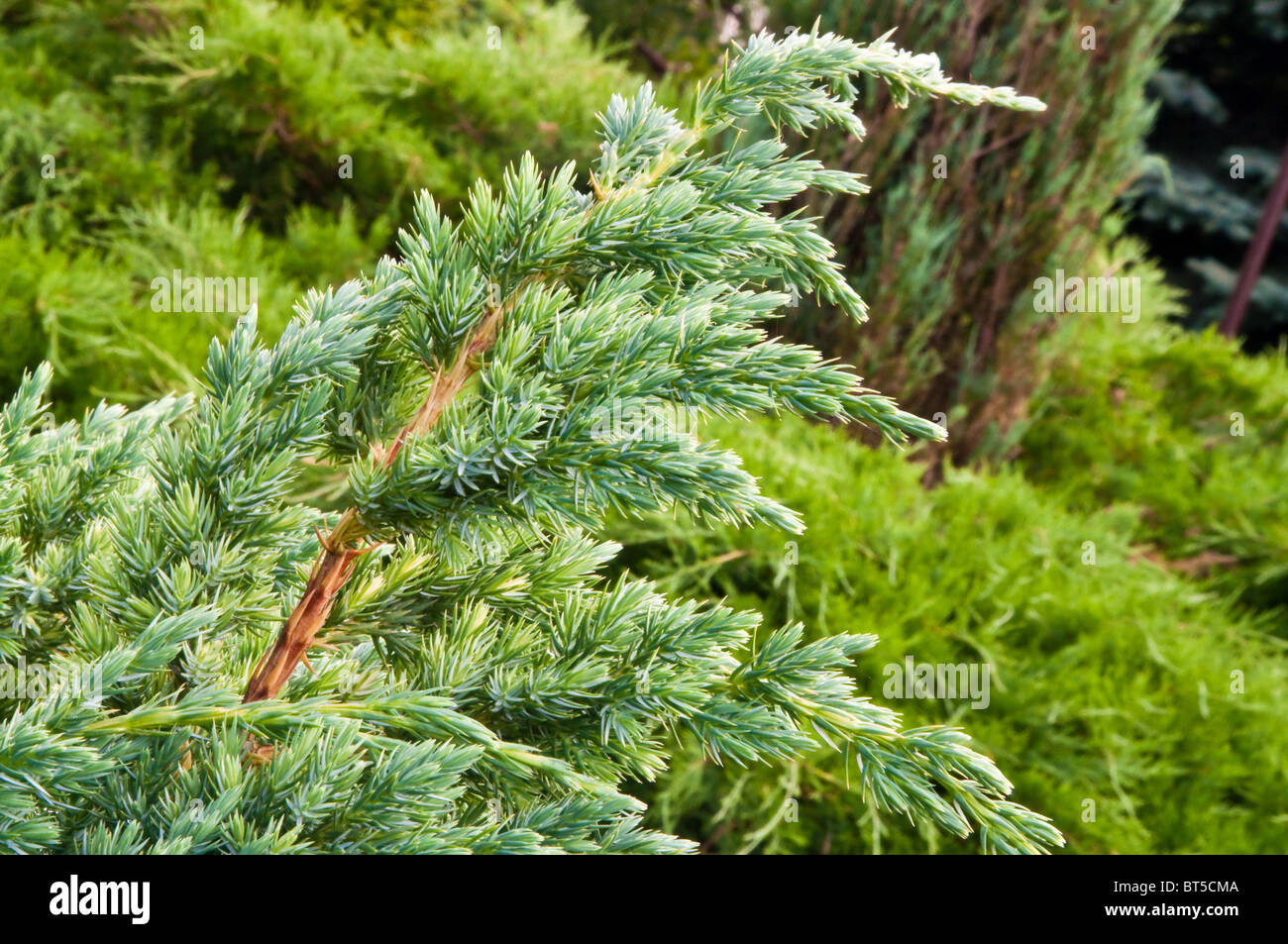 juniper branch closeup Stock Photo - Alamy