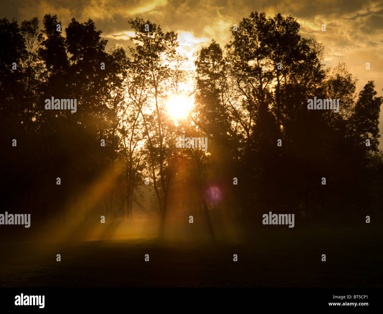Setting sun through trees Stock Photo - Alamy
