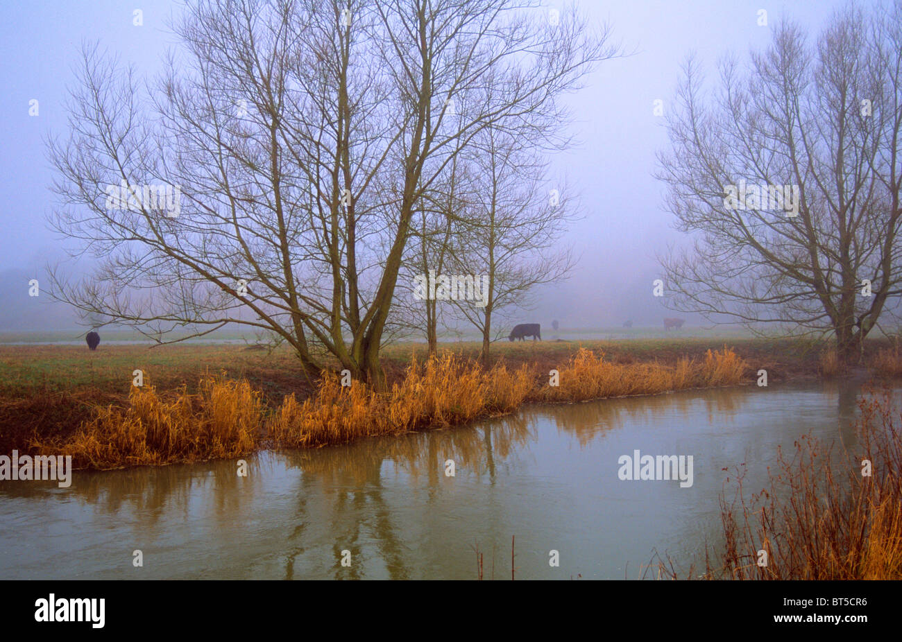 Misty autumn morning by the River Evenlode, Oxfordshire, England Stock ...