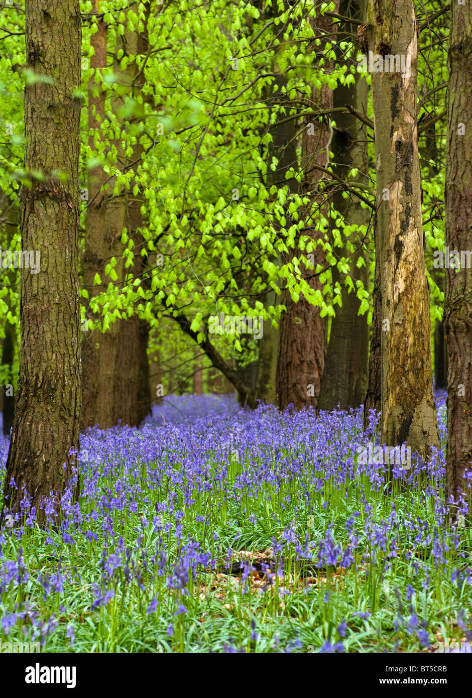 Bluebells in Woodland;Bluebells Stock Photo - Alamy