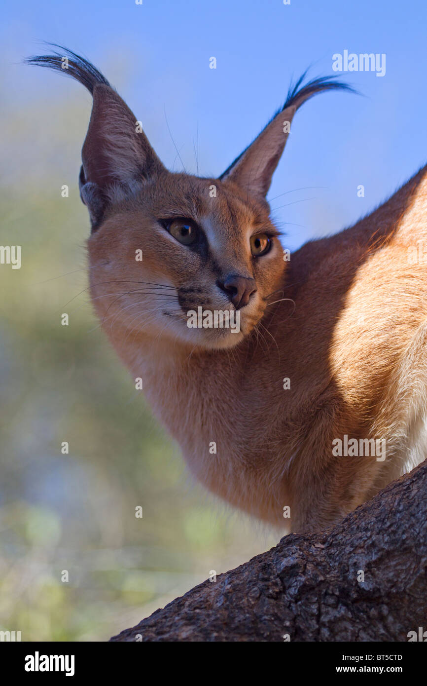 Caracal Caracal Tree High Resolution Stock Photography and Images - Alamy