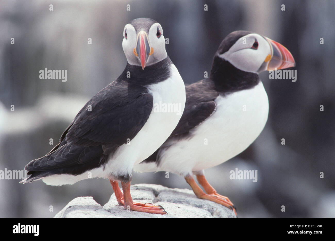 Puffin community hi-res stock photography and images - Alamy