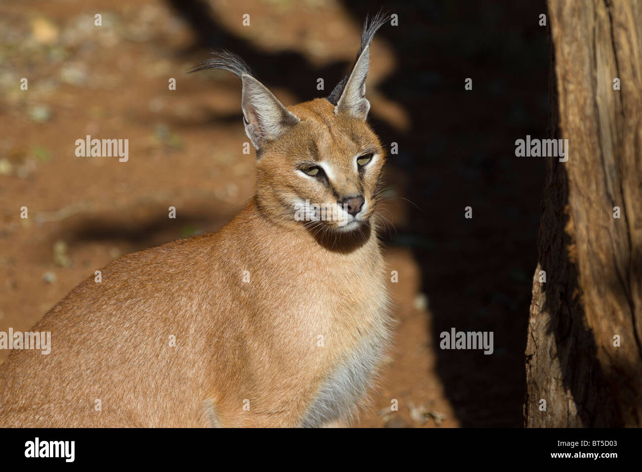 Caracal Lynx Hybrid