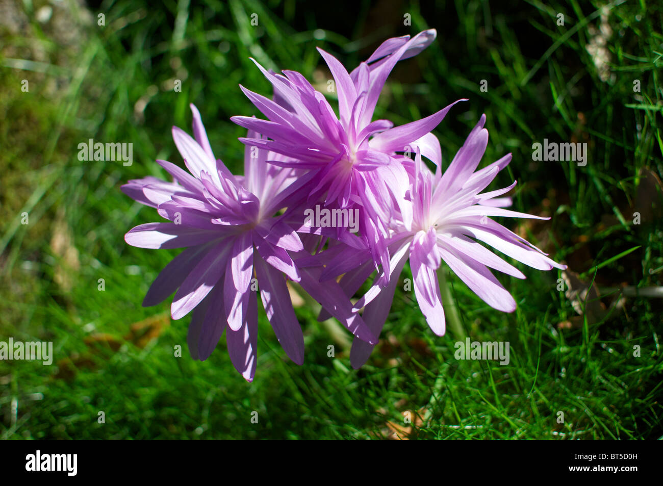 Indian crocus hi-res stock photography and images - Alamy