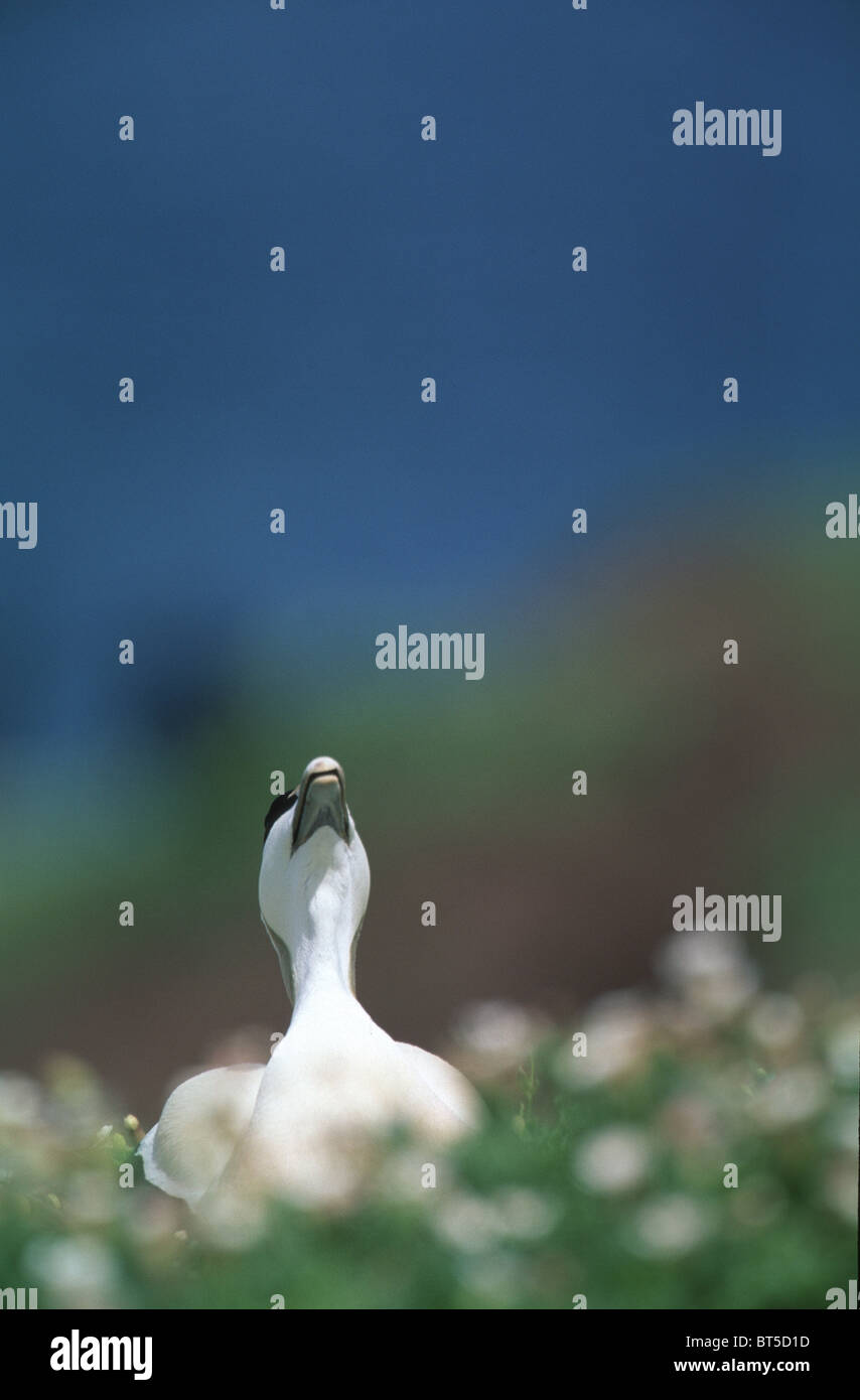Eider calling hi-res stock photography and images - Alamy