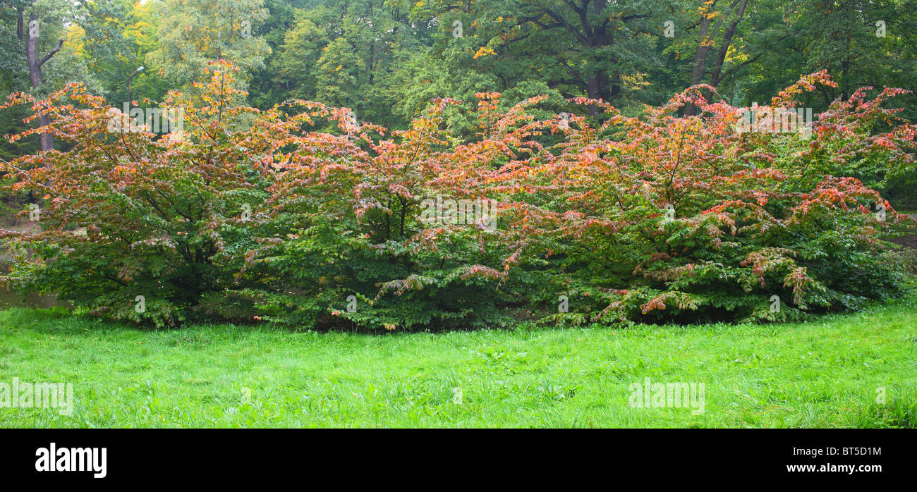 Beech tree saplings turning red and yellow in autumn Fagus sylvatica ...