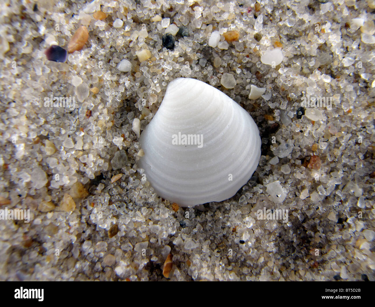 Seashell in the sand Stock Photo - Alamy