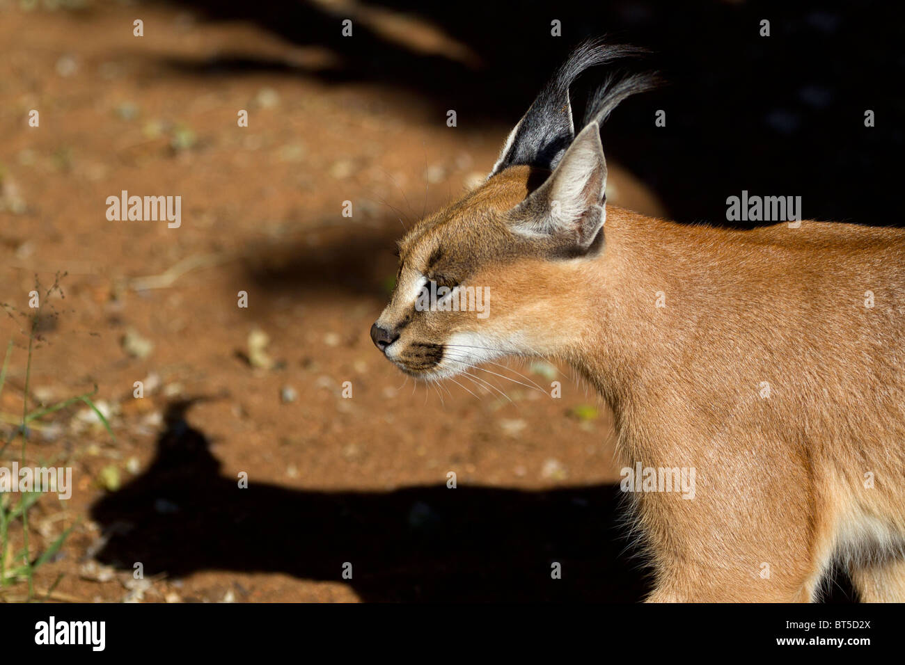 The caracal cat hi-res stock photography and images - Alamy