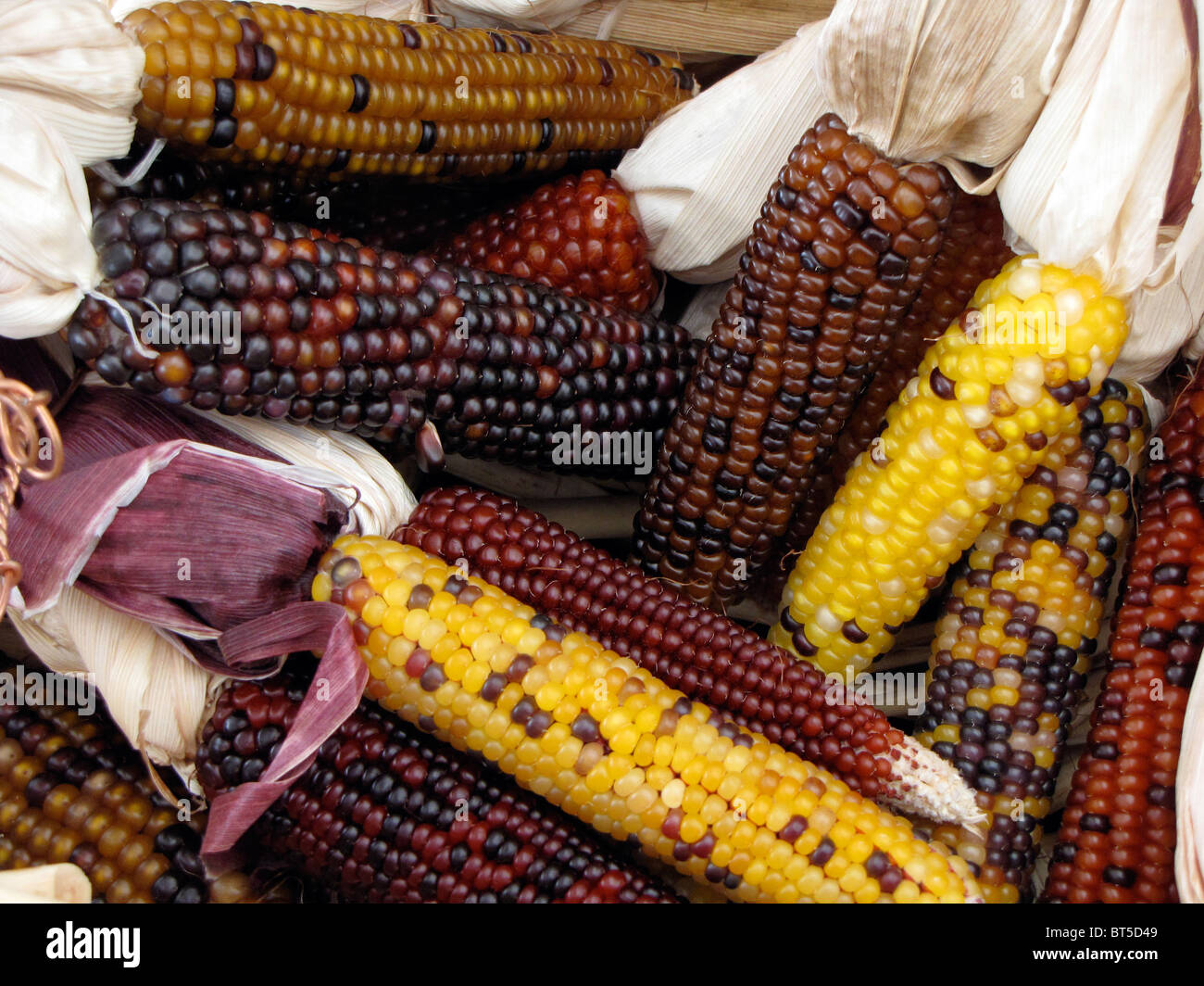 Indian corn display hi-res stock photography and images - Alamy