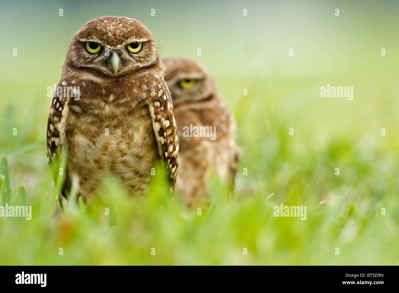 Burrowing wildlife hi-res stock photography and images - Alamy