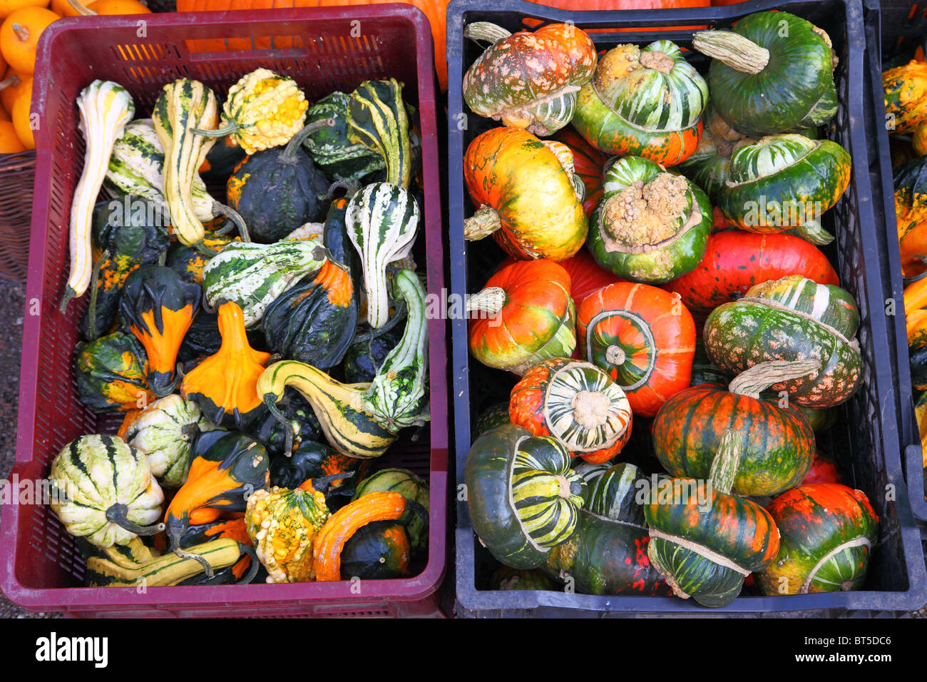 Multicolor colorful multishaped autumn fall pumpkins harvest crops ...