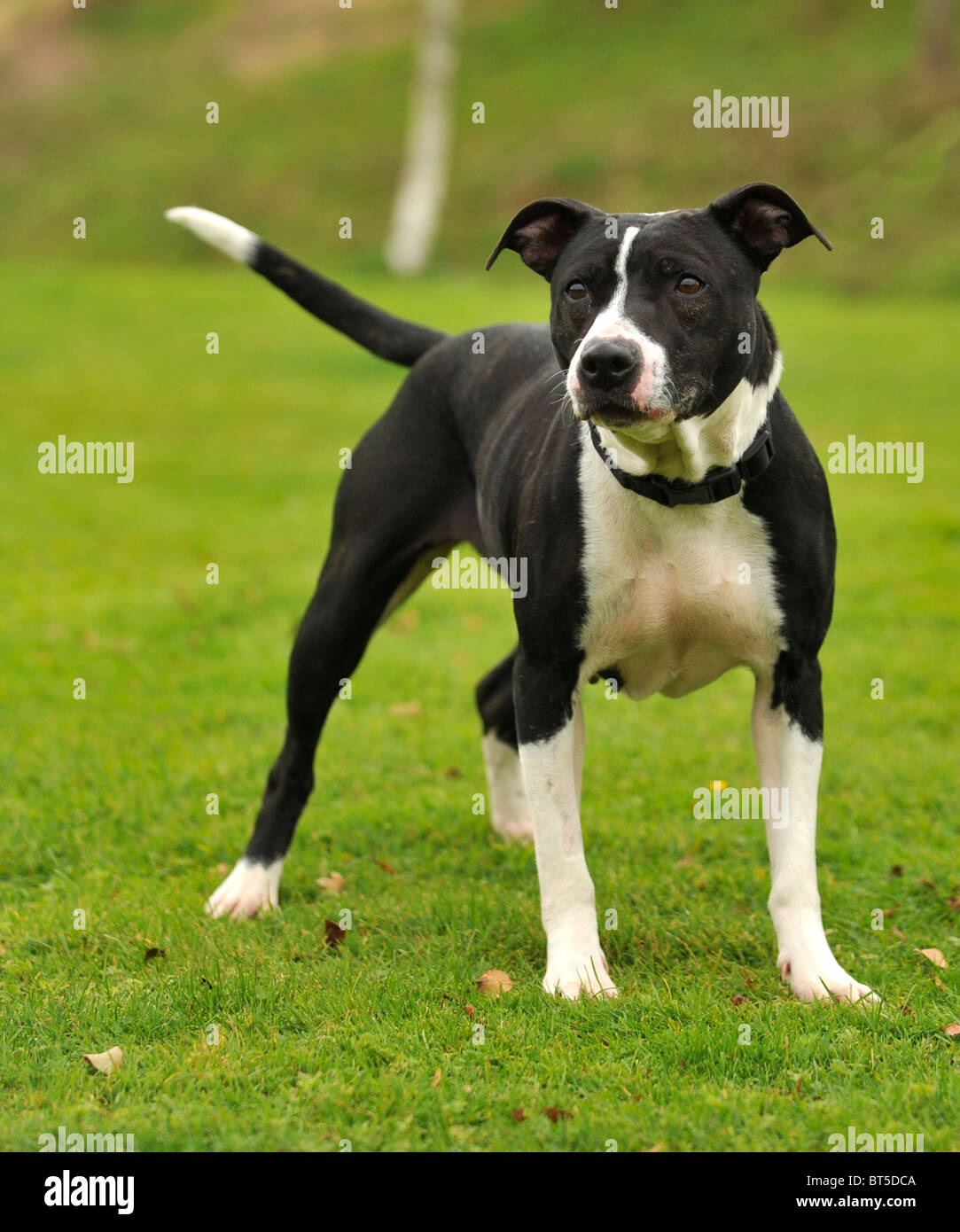 Are American Staffordshire And American Staffordshire Bull Terrier The Same