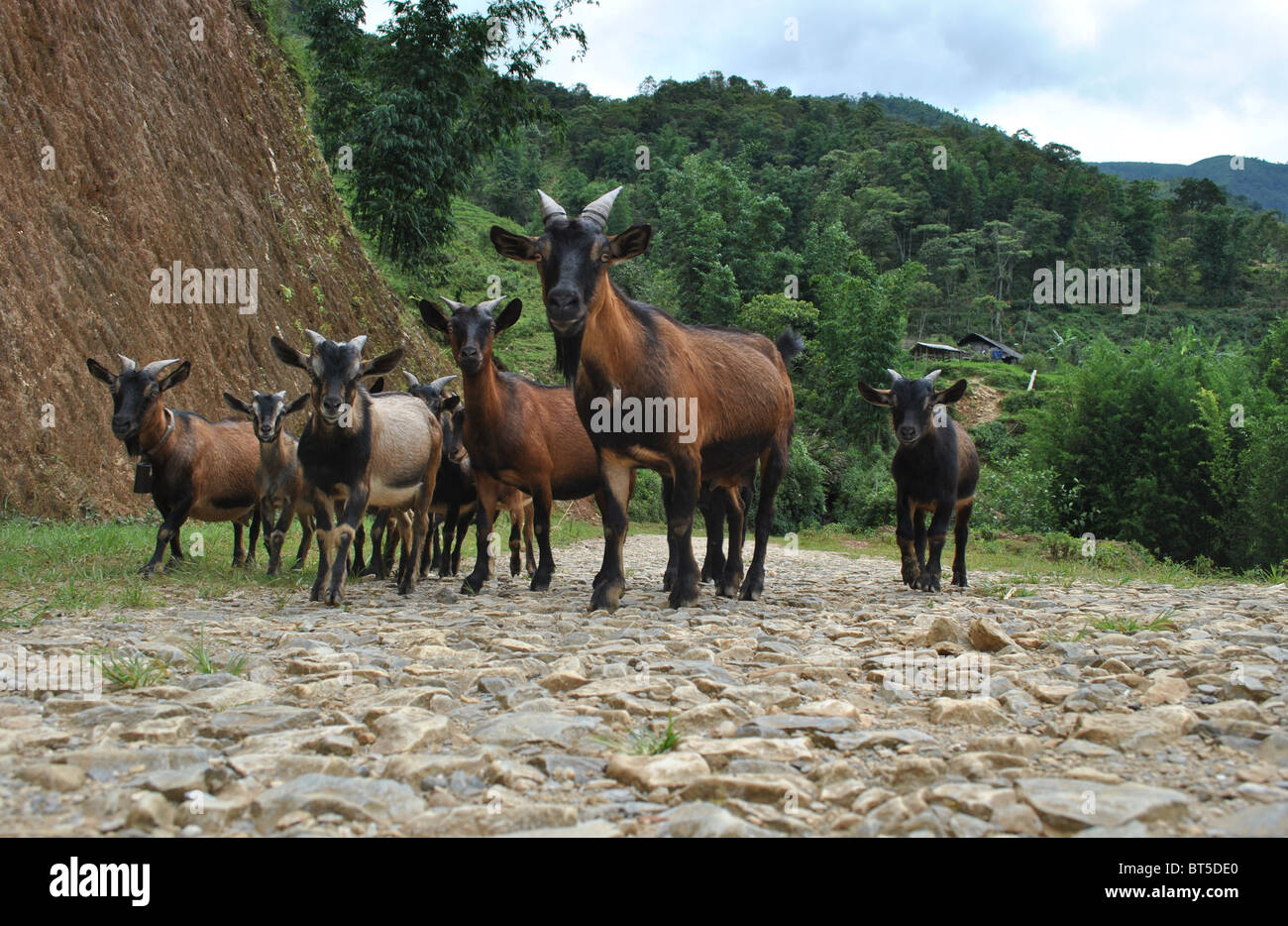 Herd of goats on a mountain path near Sapa, Vietnam Stock Photo - Alamy