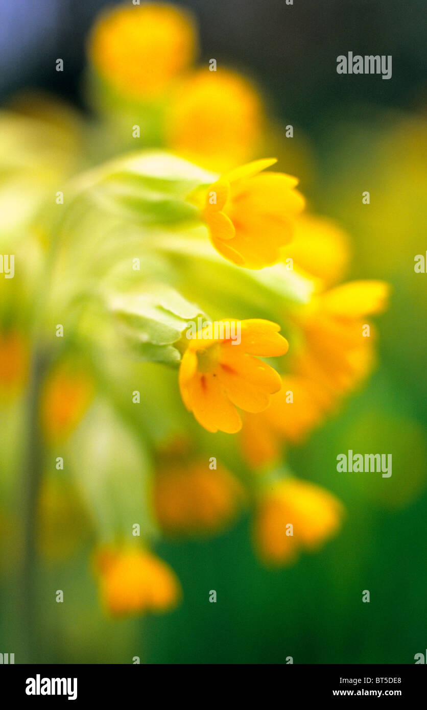 A group of cowslips in an English meadow Stock Photo - Alamy